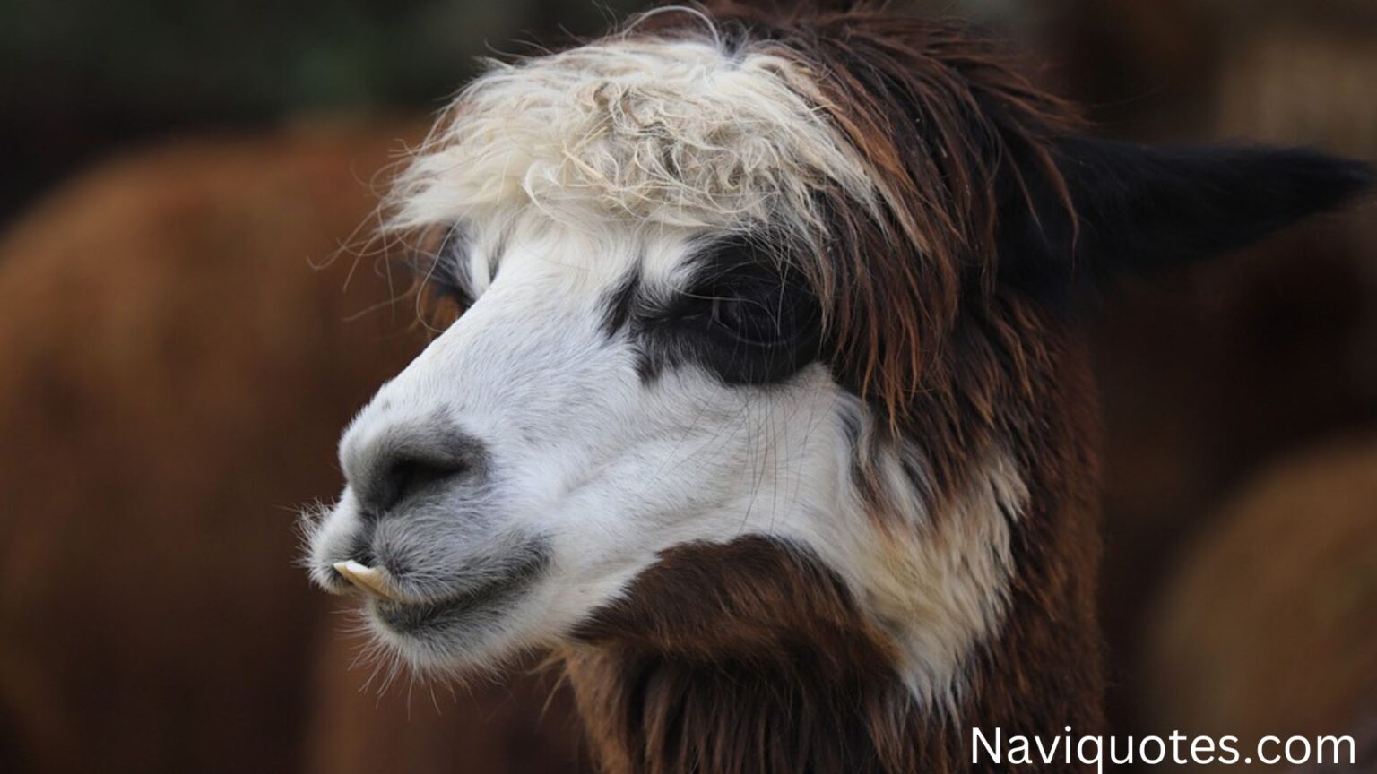 50 Interesting Llama Captions and Quotes