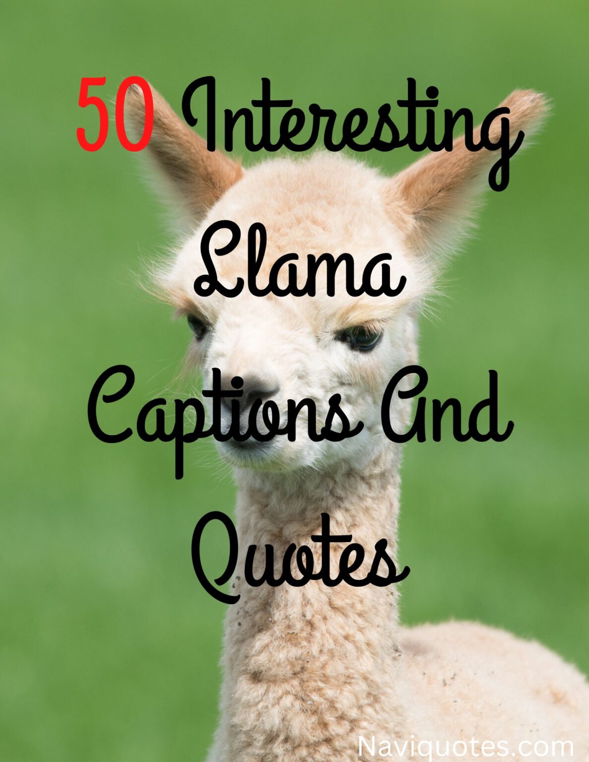 50 Interesting Llama Captions and Quotes