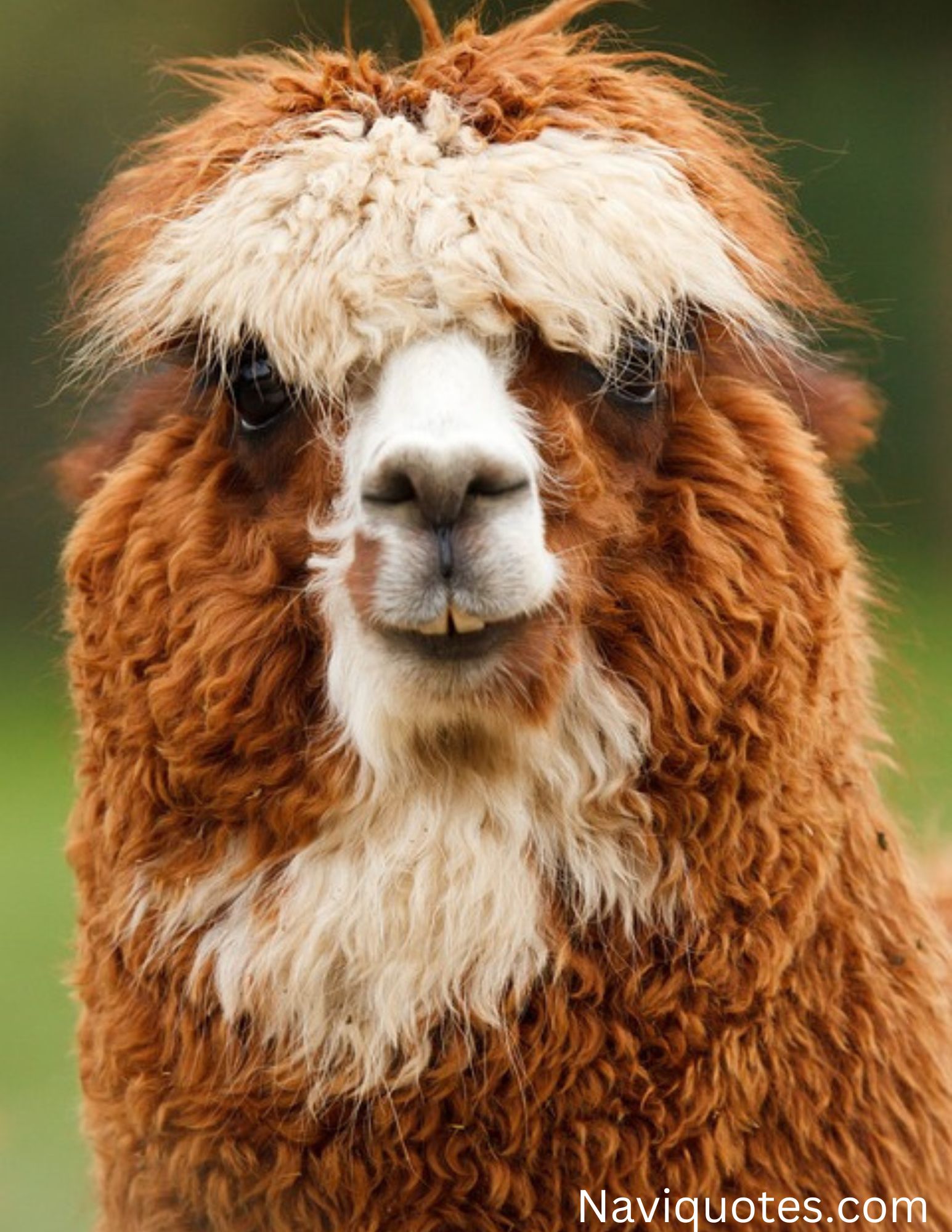 50 Interesting Llama Captions and Quotes