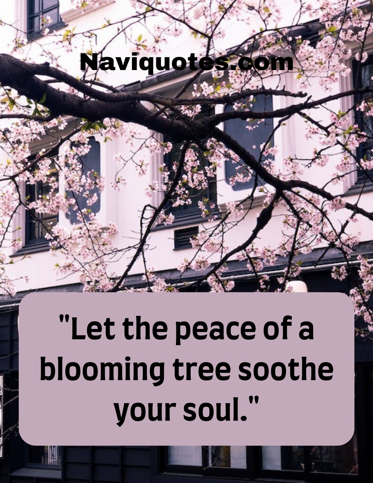 225 Beautiful Cherry Blossom Captions