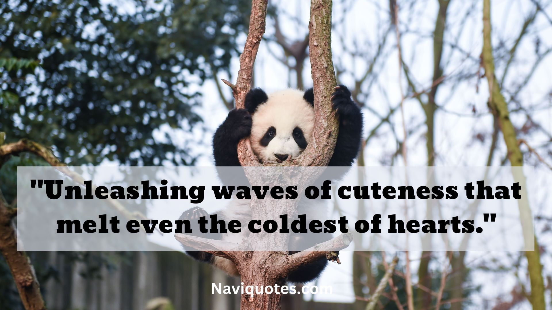 100 Best Panda Quotes and Captions