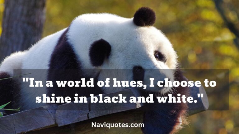100 Best Panda Quotes and Captions