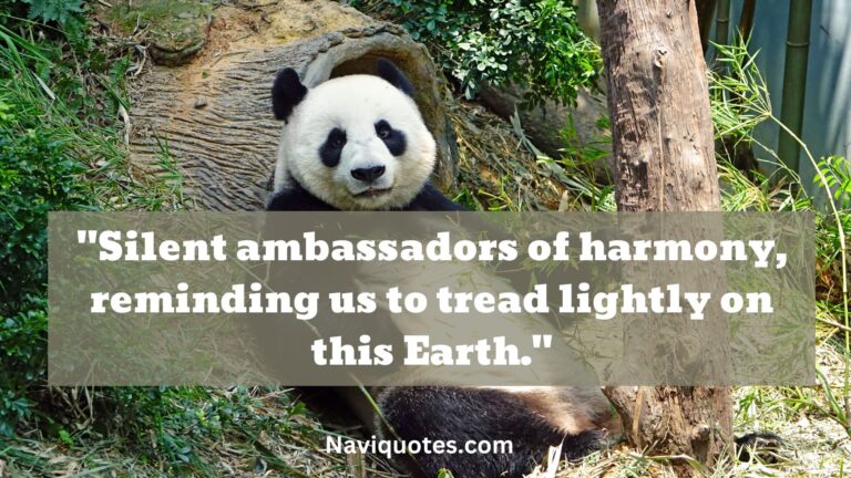 100 Best Panda Quotes and Captions