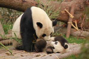 100 Best Panda Quotes and Captions